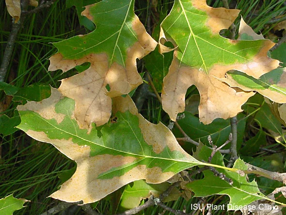 MichiganOakWilt.org