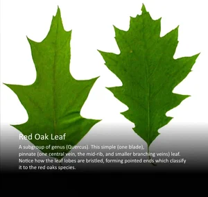 Oak Wilt 101 — MichiganOakWilt.org