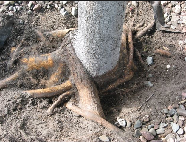 A Guide to Municipal Tree Pruning and Planting — Ruekert & Mielke, Inc.