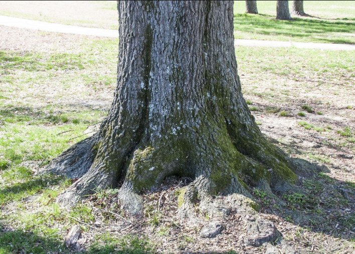A Guide to Municipal Tree Pruning and Planting — Ruekert & Mielke, Inc.