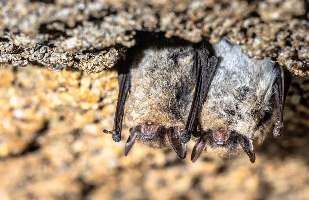 How the Northern Long-Eared Bat Could Impact Your Projects — Ruekert ...