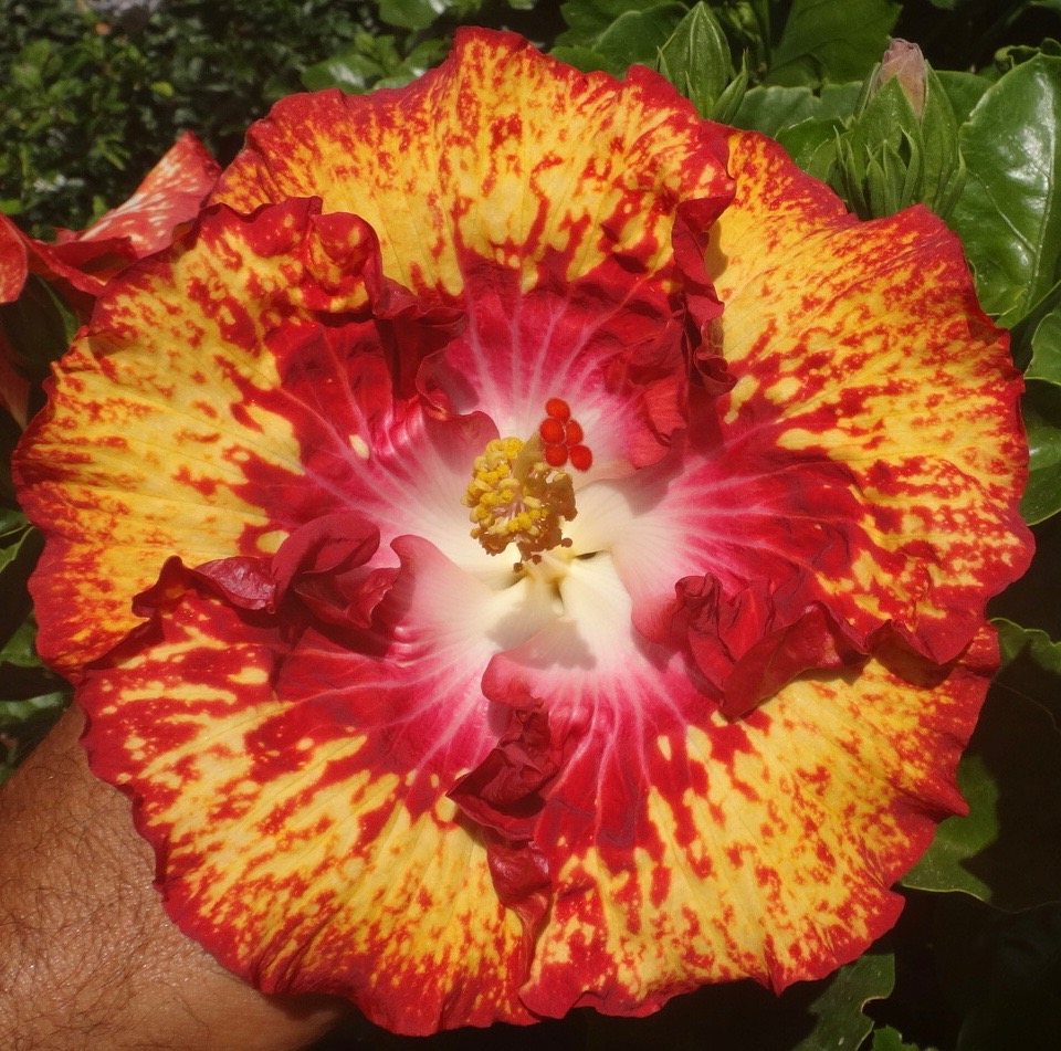 Exotic Hibiscus Bush