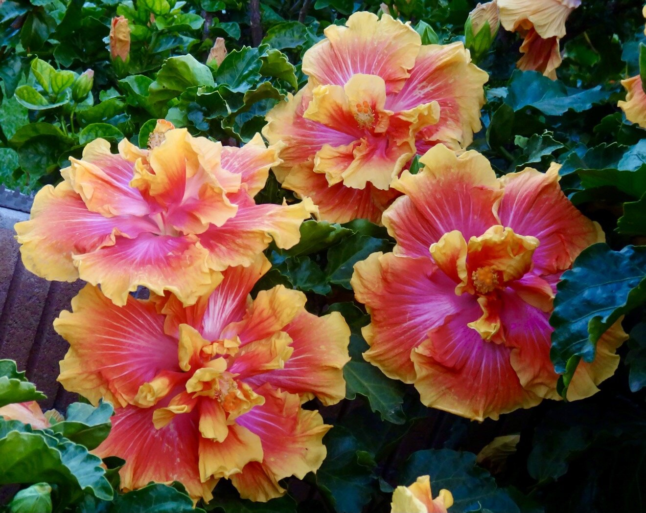 Hibiscus Garden