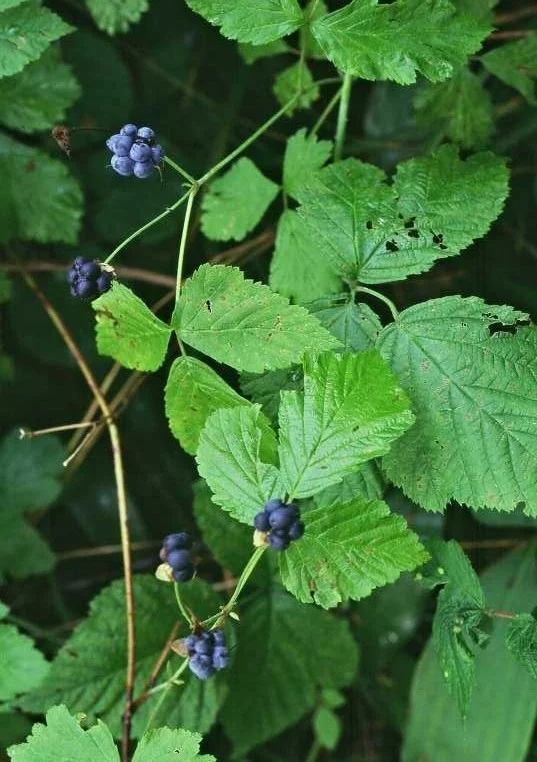Augi — Līga Reitere