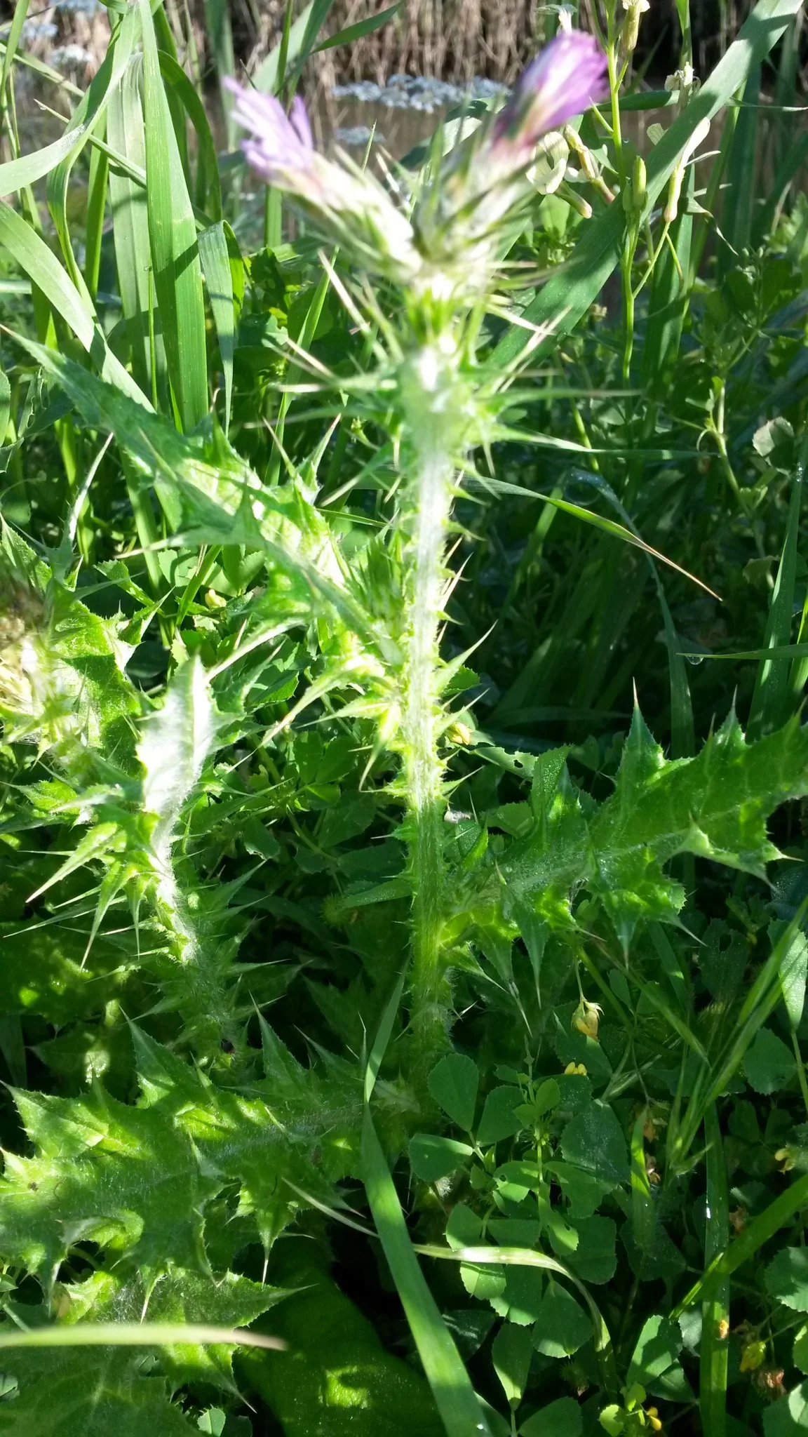 Augi — Līga Reitere