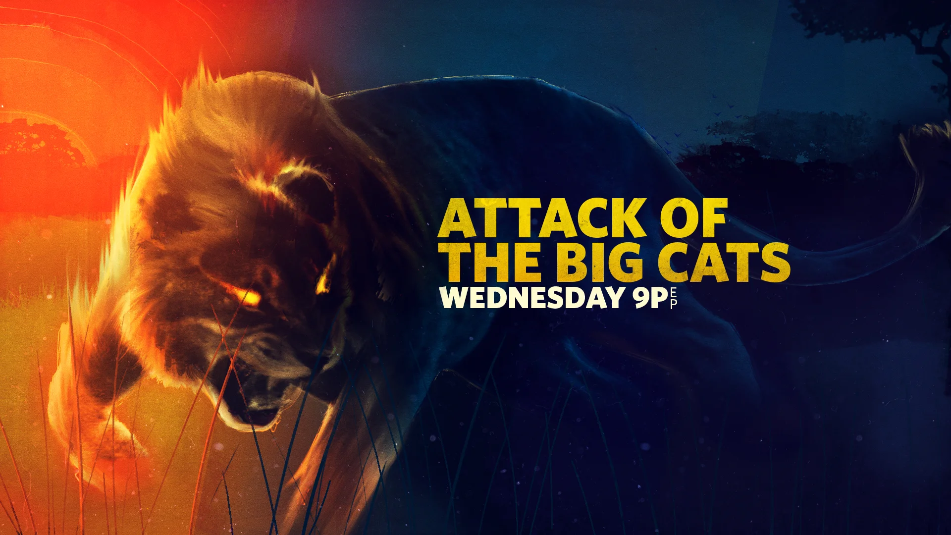 NATIONAL GEOGRAPHIC - BIG CAT WEEK — ABIGAIL FAIRFAX