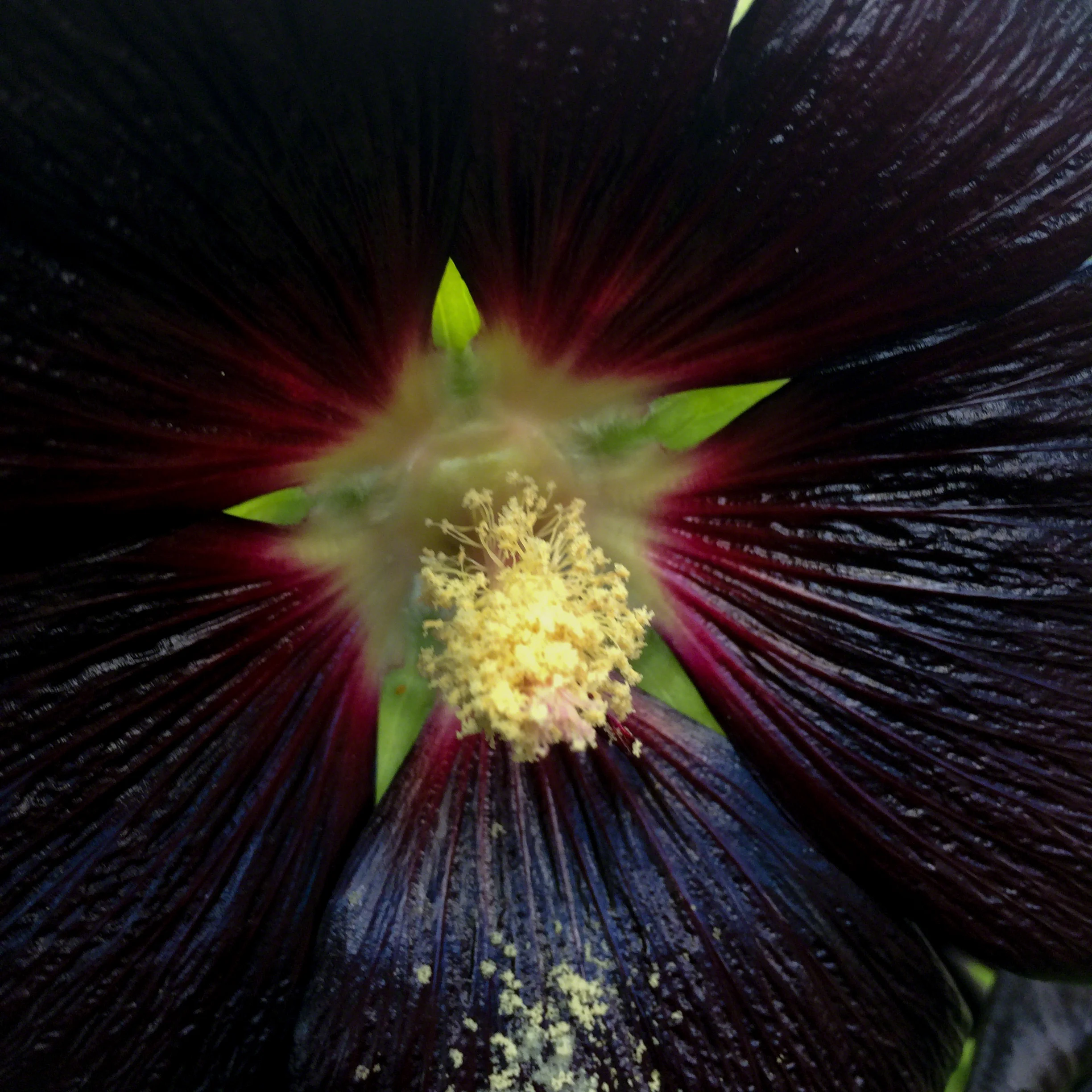 A Star in My Garden — Moe Creative