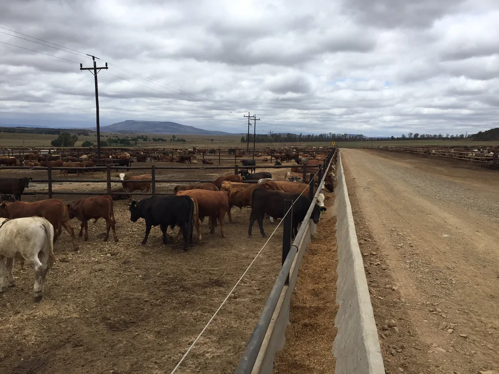 Feedlot Construction Experts — TG Corver & Seuns Konstruksie