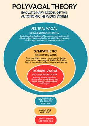 What is Polyvagal Theory? — Beautiful Voyager