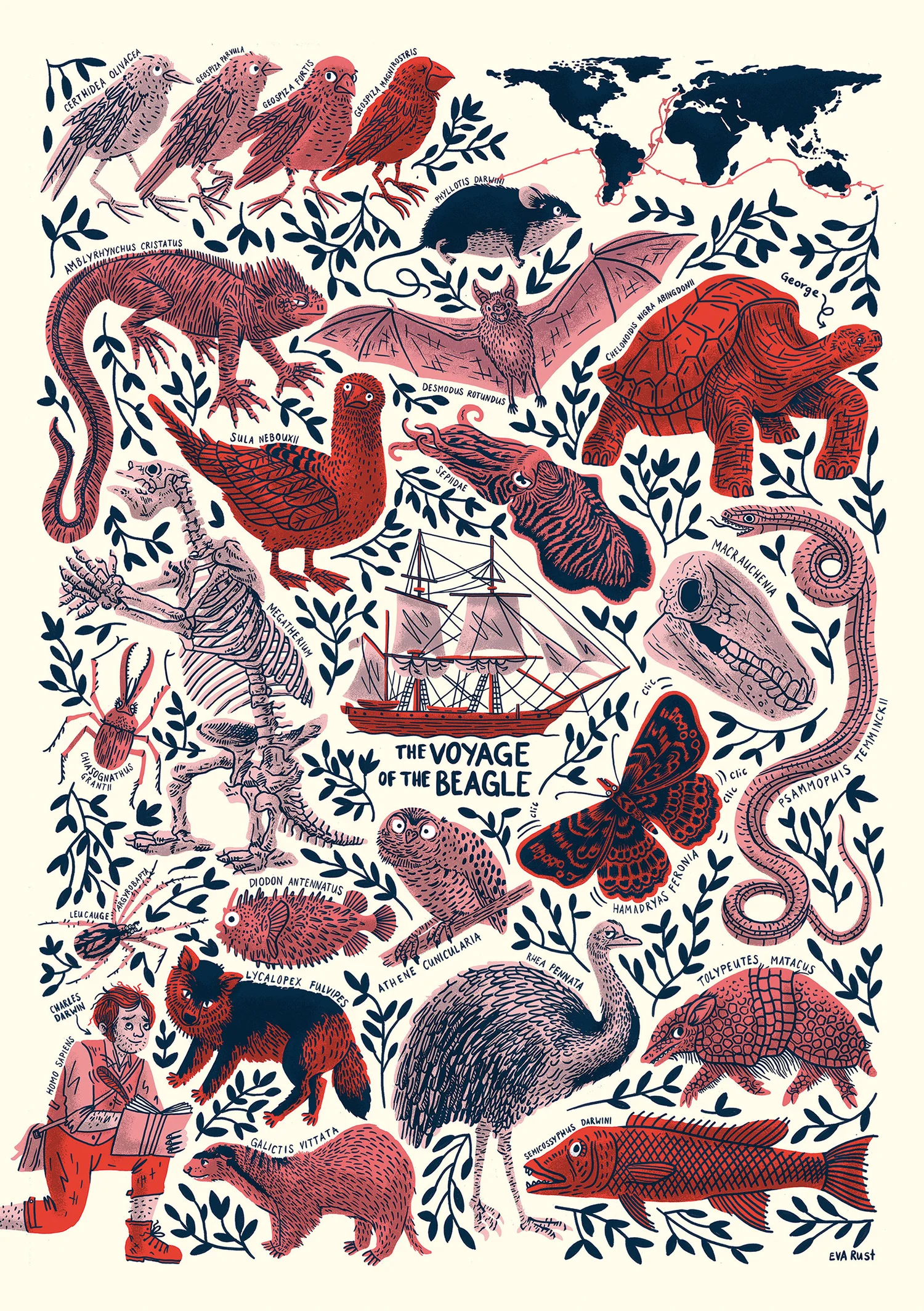 Darwin Poster — Eva Rust