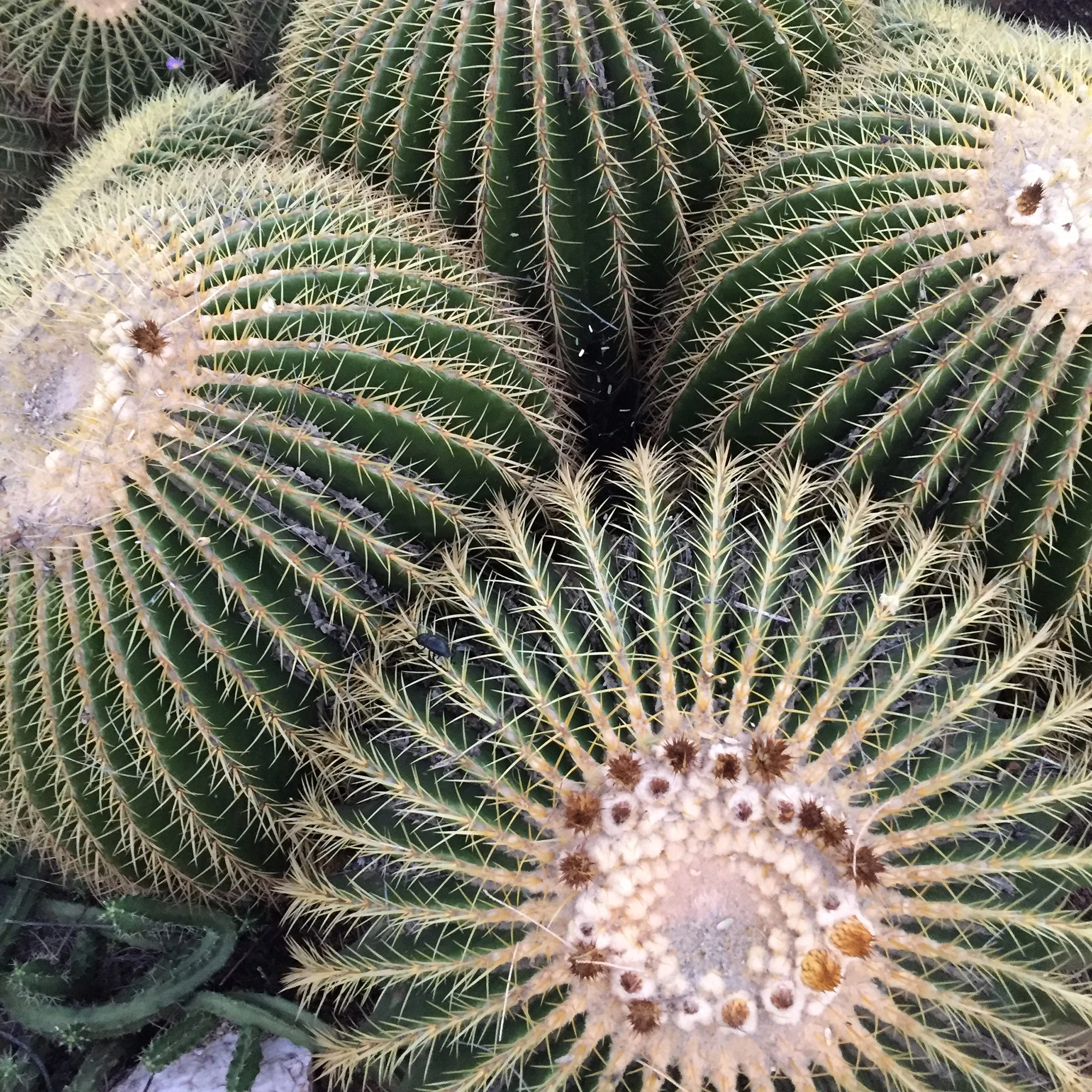 LAMETA — Little Toro Designs