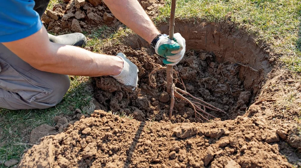 The Value of Planting Canopy Trees — Native Nurseries