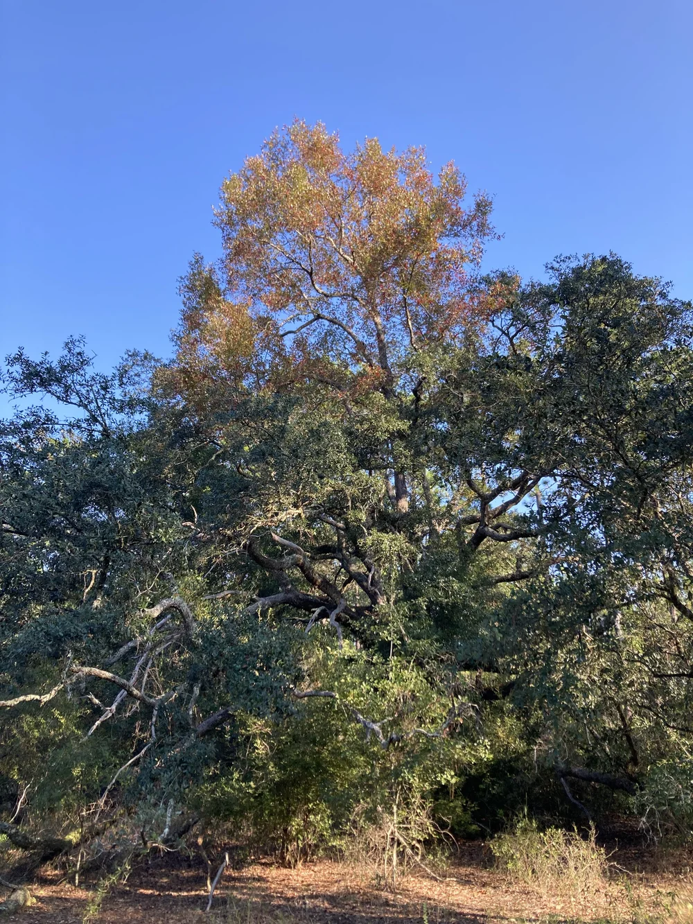 Black Gum Stakeout — Native Nurseries