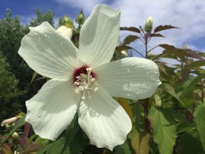 Hardy Native Hibiscus — Native Nurseries