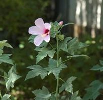 Hardy Native Hibiscus — Native Nurseries