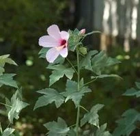 Hardy Native Hibiscus — Native Nurseries