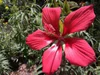 Hardy Native Hibiscus — Native Nurseries
