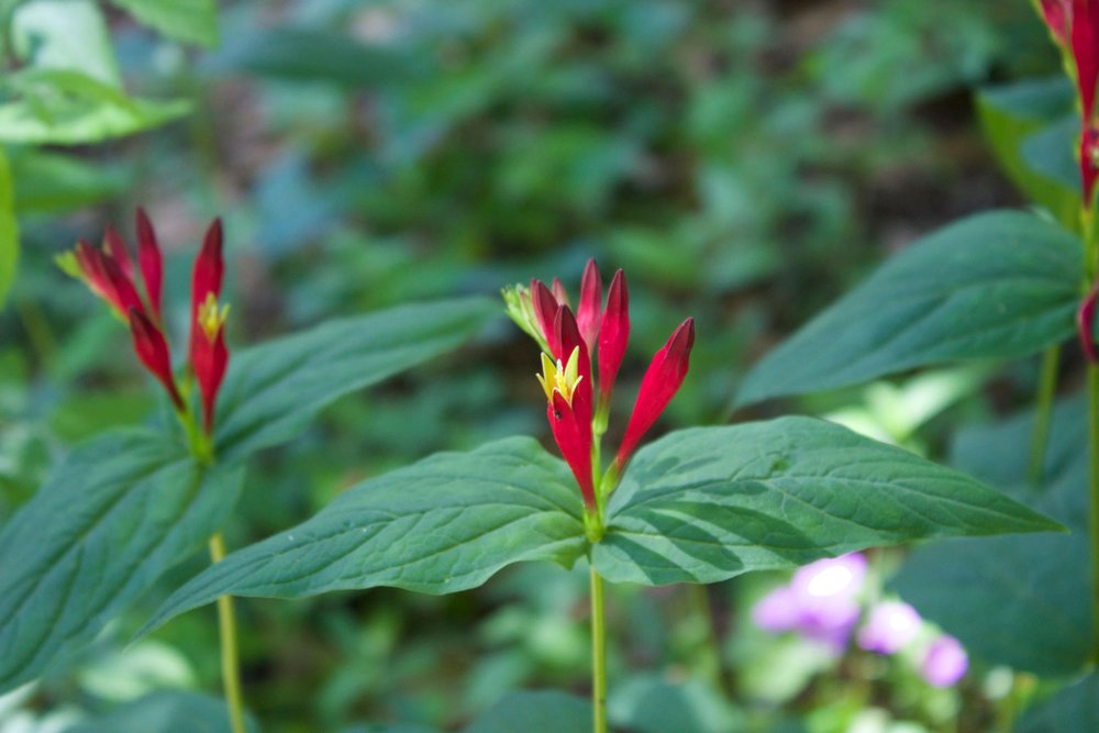 Florida Native Perennial Flowers | Best Flower Site