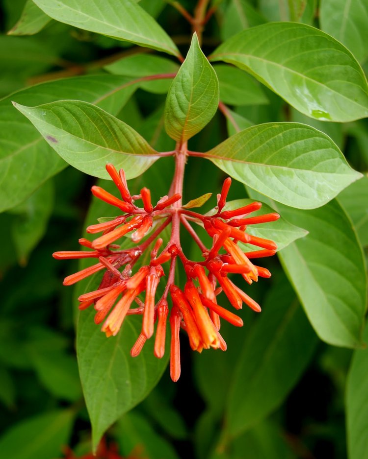 Favorite Hummingbird Plants — Native Nurseries