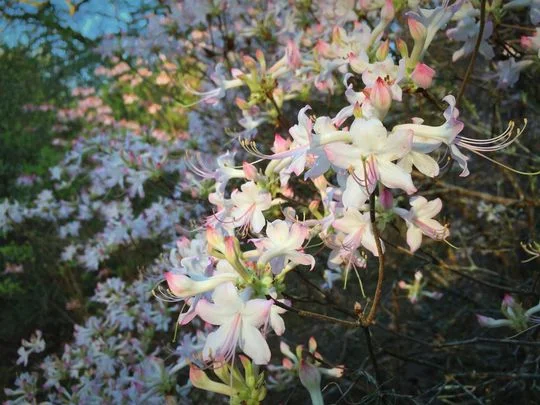 Meet the American Azalea — Native Nurseries