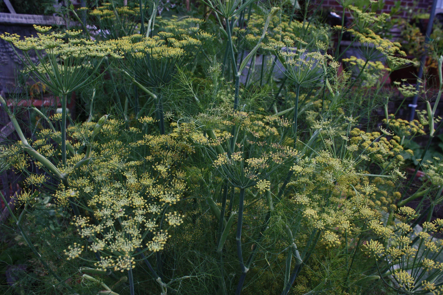 Garden to Table: Roasted Fennel and Beet Salad with Tahini Herb Sauce ...