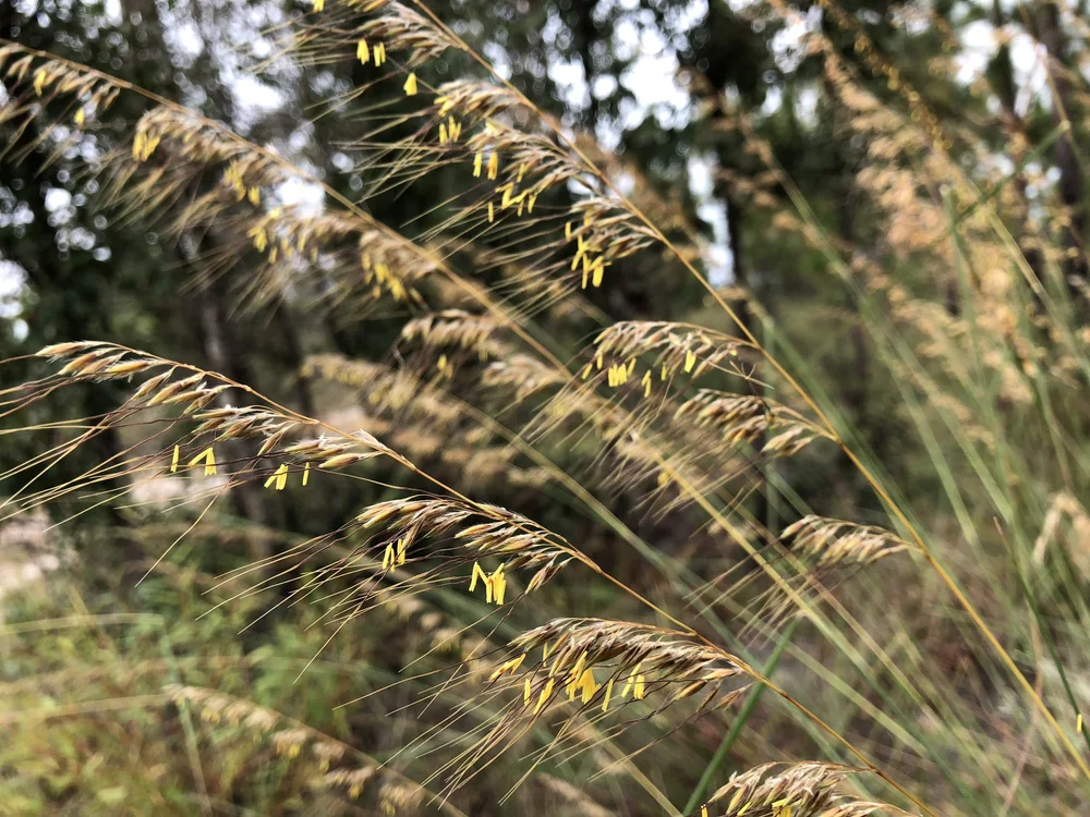 Fall in Love with Native Grasses — Native Nurseries