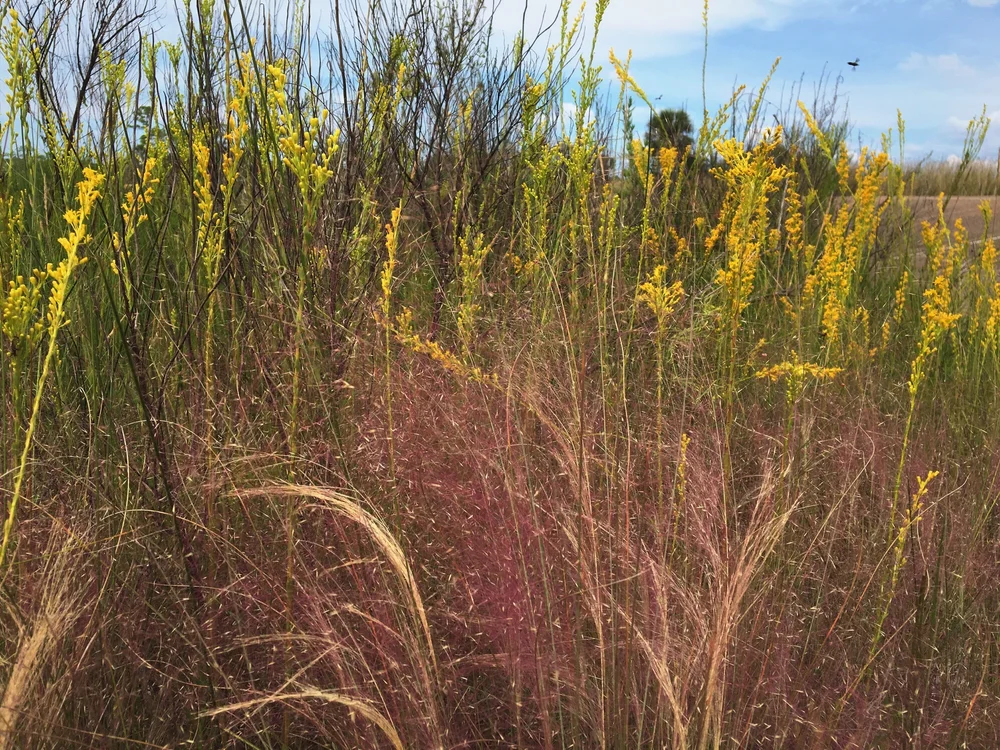 Fall in Love with Native Grasses — Native Nurseries