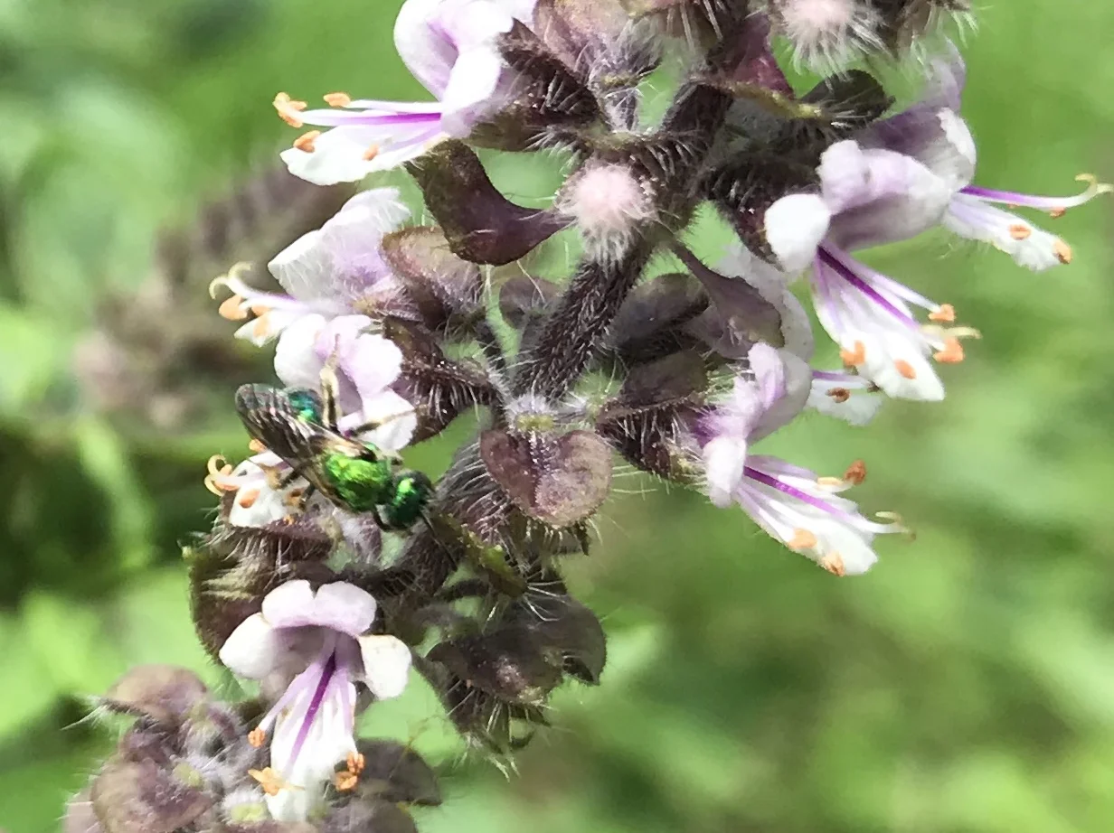 Pollinator favorites: Anise hyssop and African blue basil draw a crowd ...