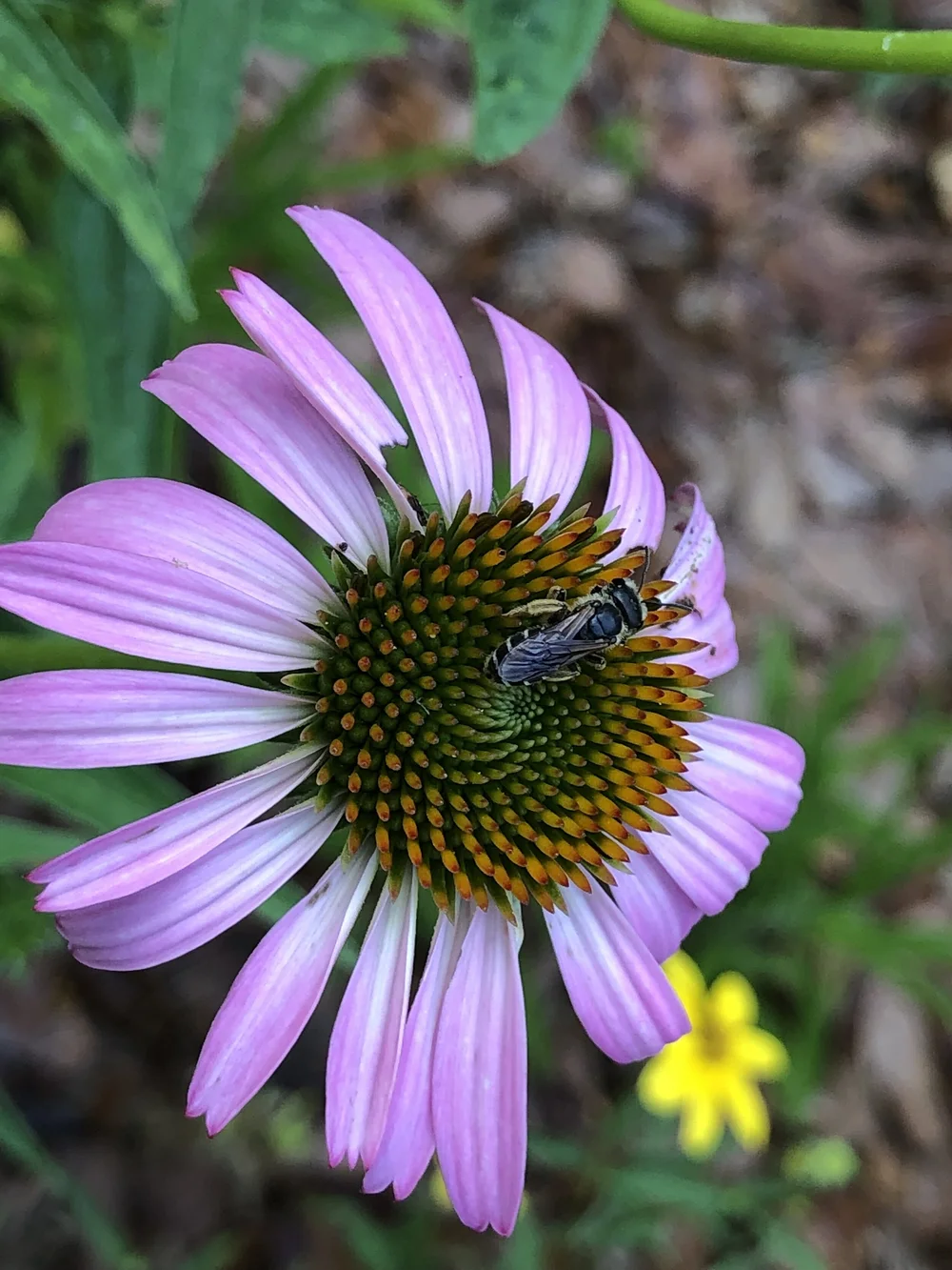 Four Easy Steps to Encourage Pollinators — Native Nurseries