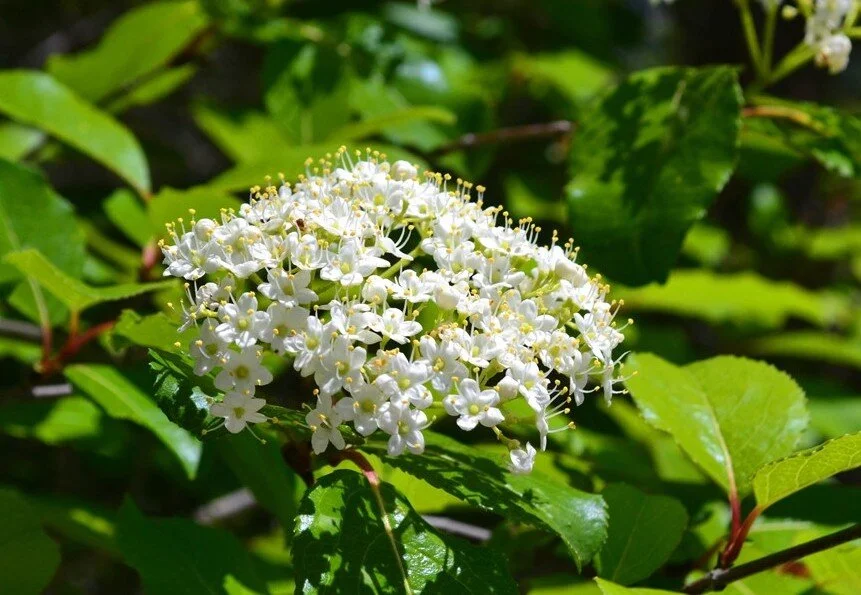 Native viburnums amplify fall color and biodiversity — Native Nurseries