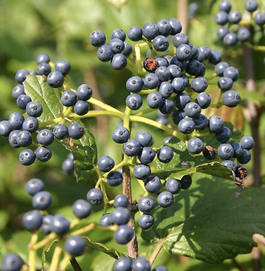 Native viburnums amplify fall color and biodiversity — Native Nurseries