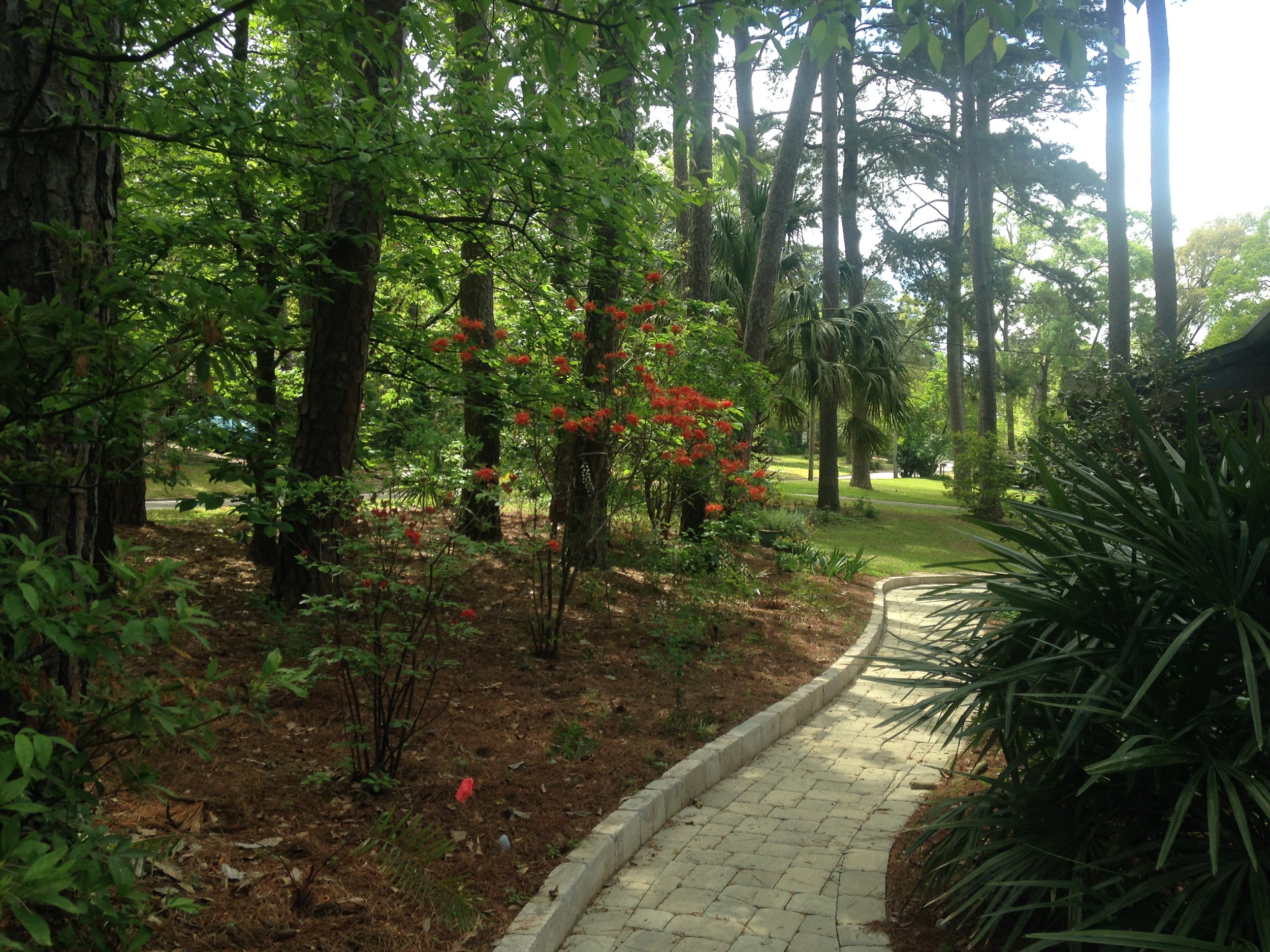 Native Plants, Garden Blog, Butterfly Rearing Cage, Gift Shop ...