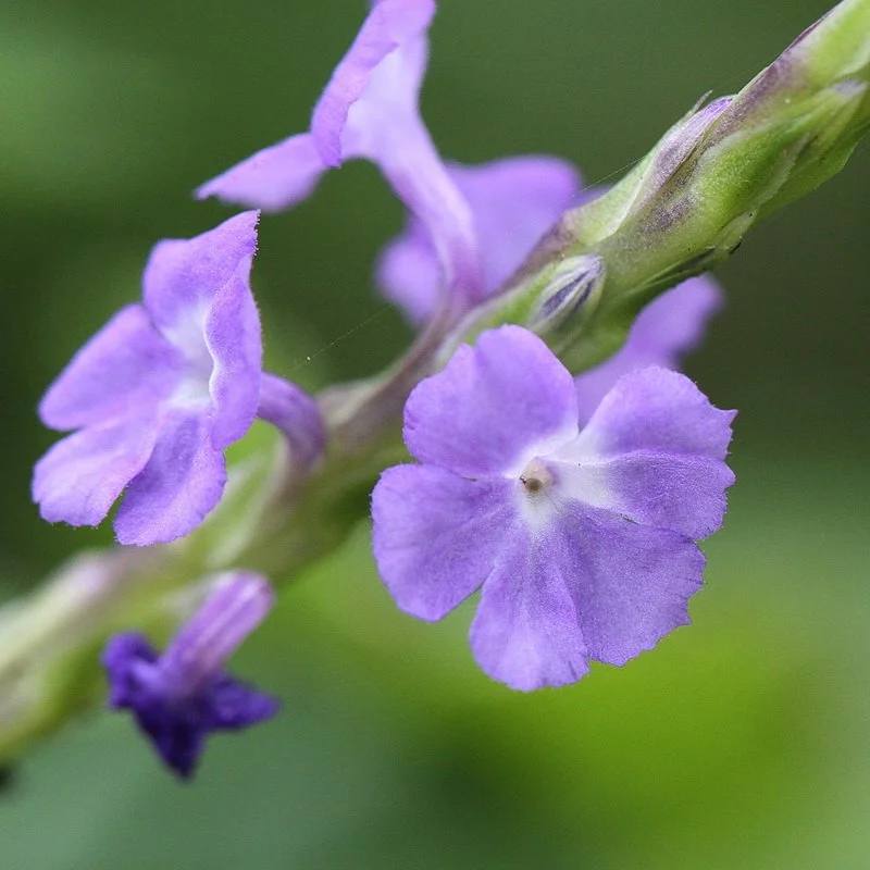 Native Blue Porterweed — Native Nurseries