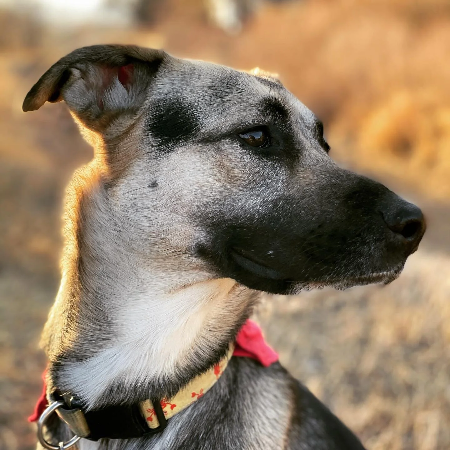 Free dispersed camping, Taylor Park (Taylor Reservoir), CO — Colorado ...