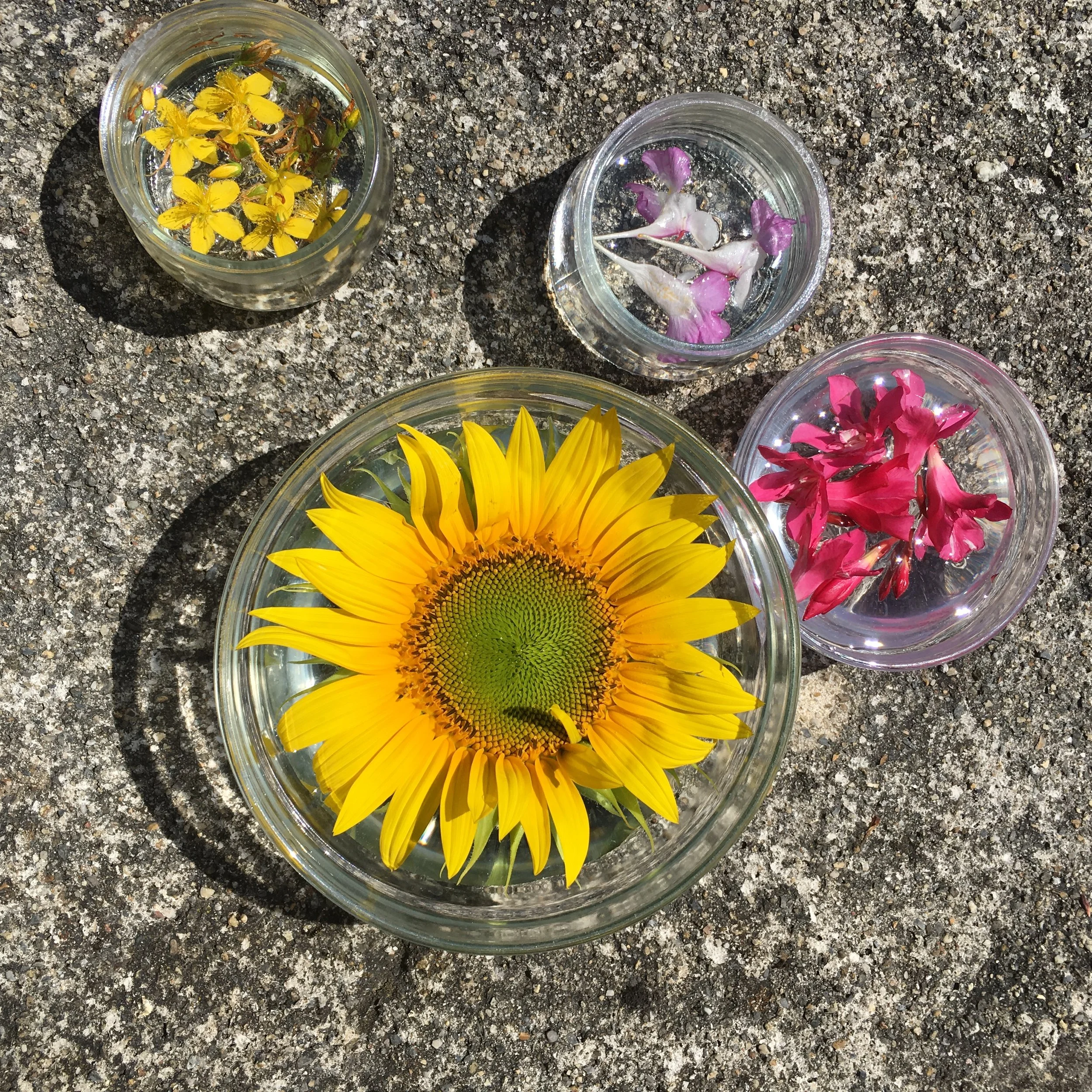 Flower Essence Practitioner — Twin Star
