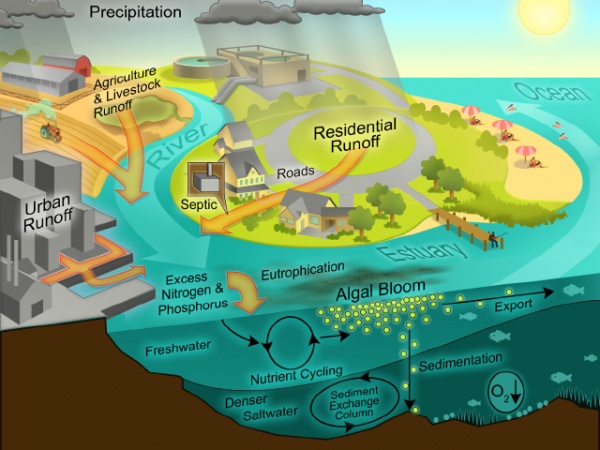 Phosphorous | Nutrients | Algal Blooms | Cynobacteria — Mystic River ...