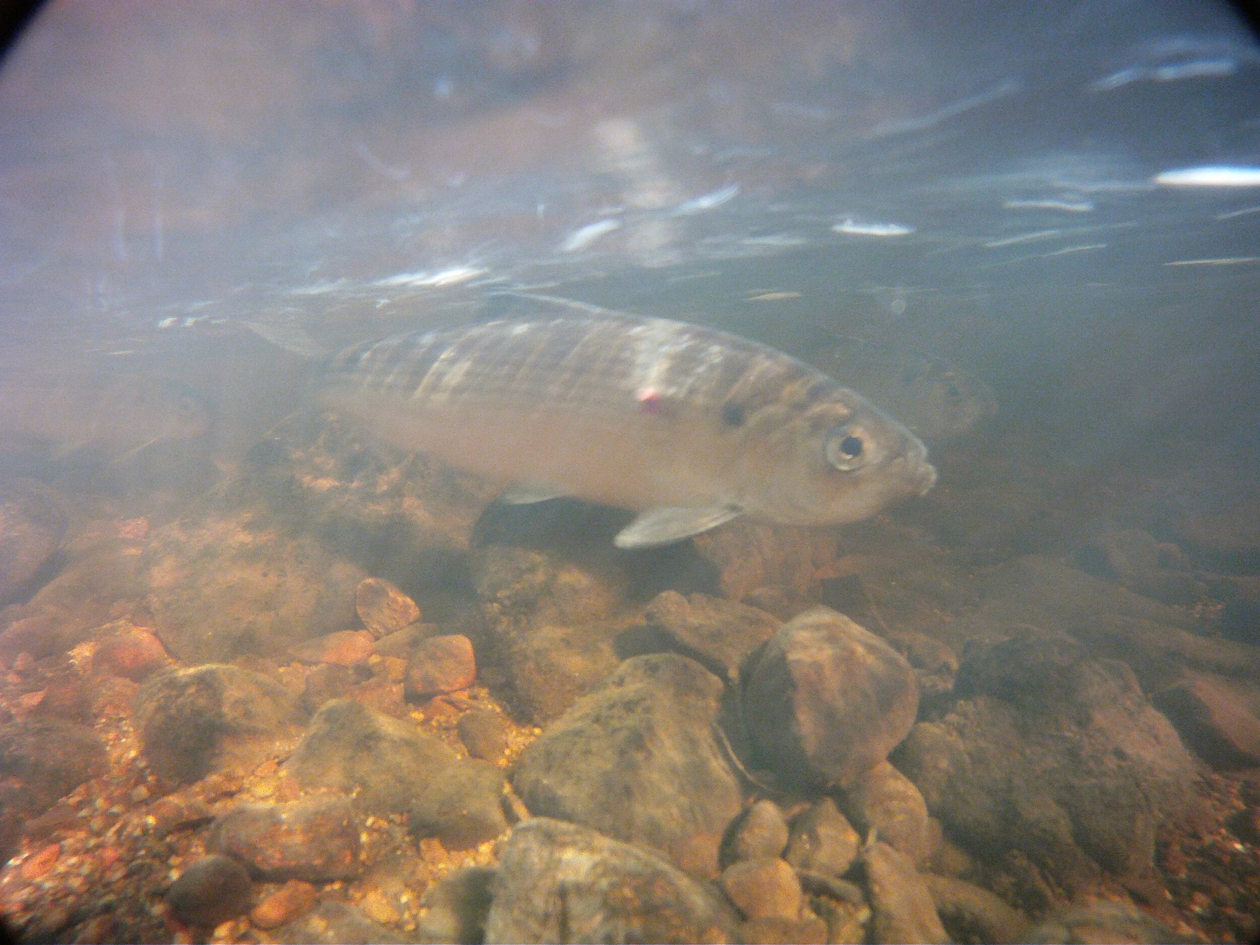 River Herring | Blueback | Alewife — Mystic River Watershed Association