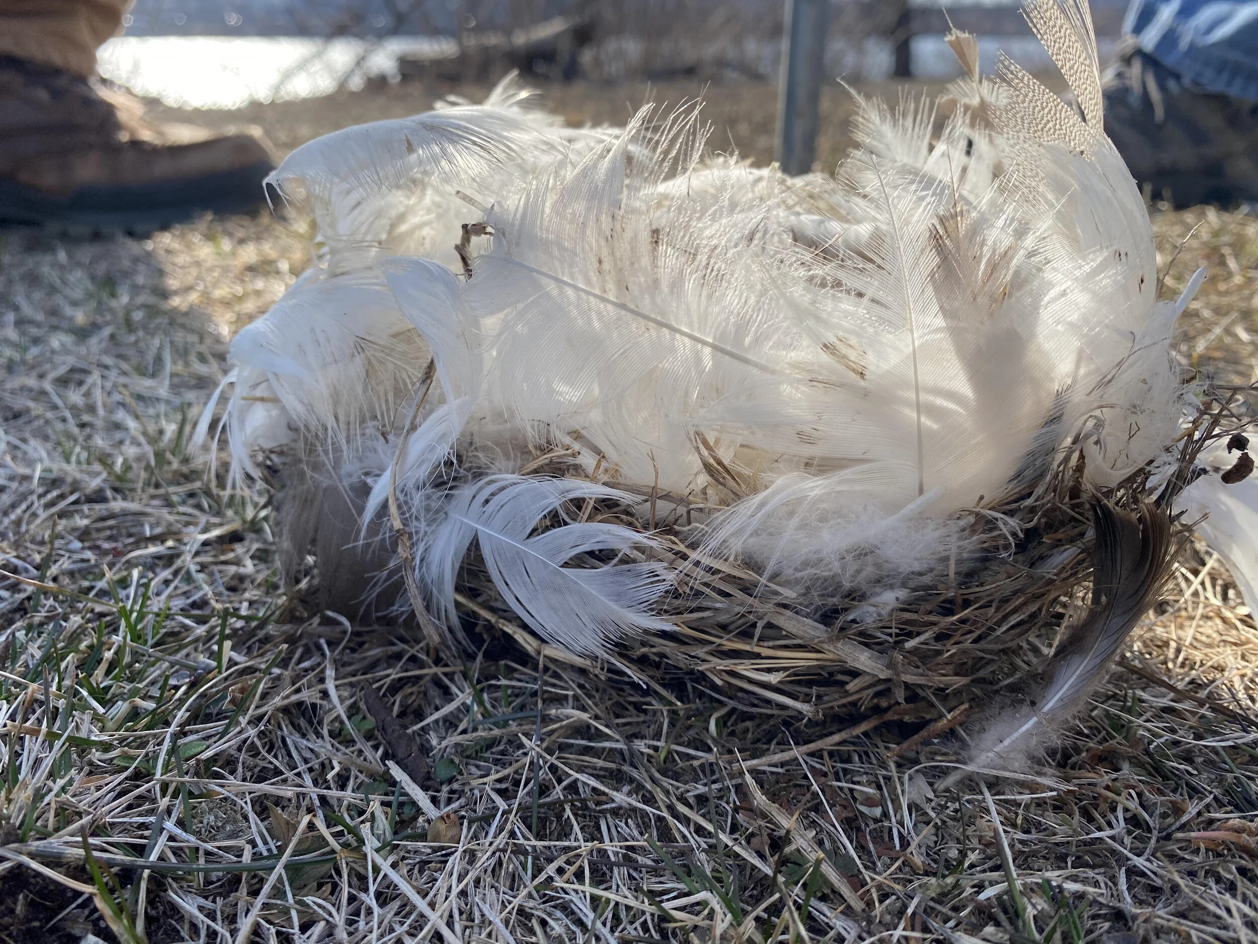 Tree Swallows in the Mystic River watershed — Mystic River Watershed ...
