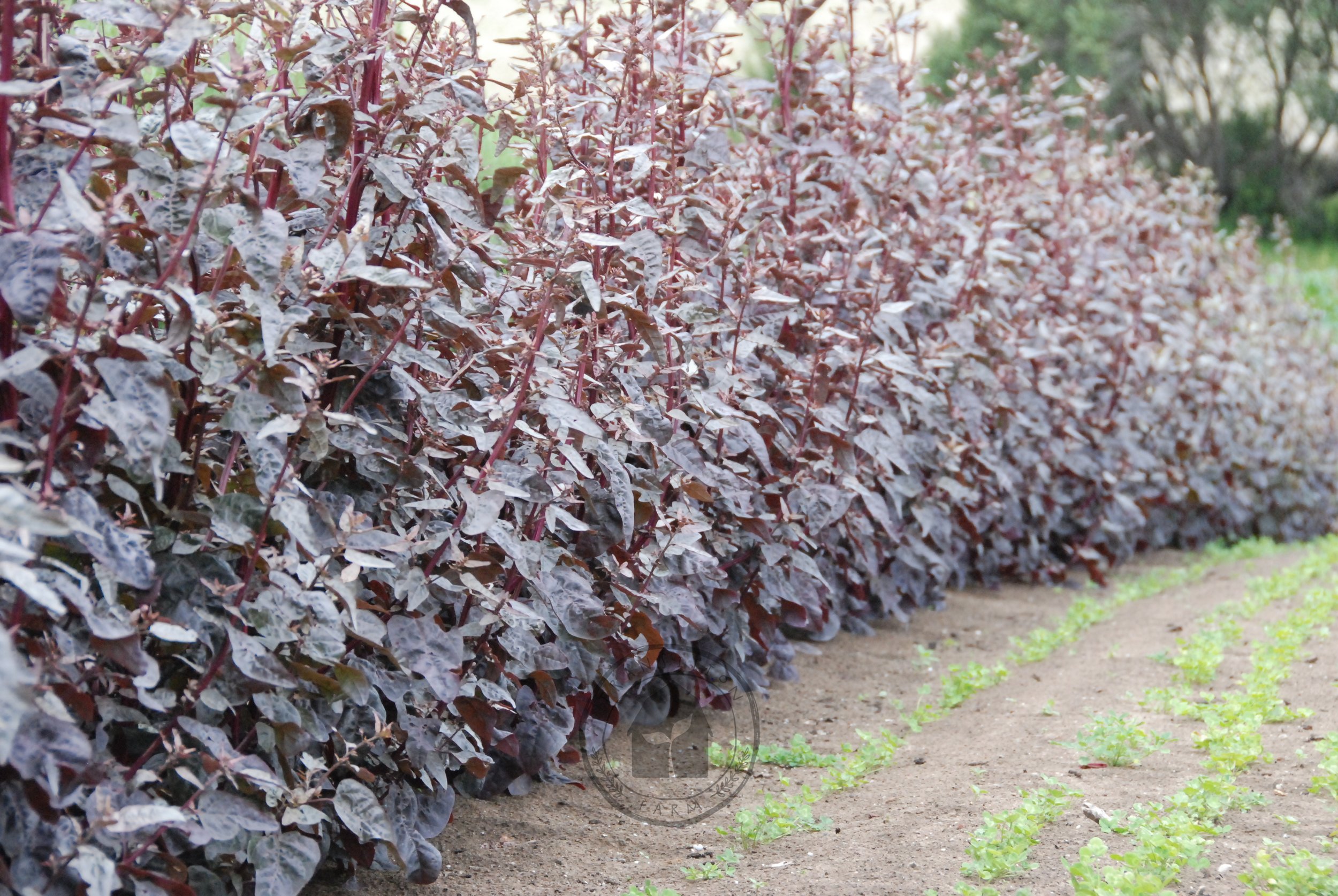 Orach 'Copper Plume' — Transition Farm