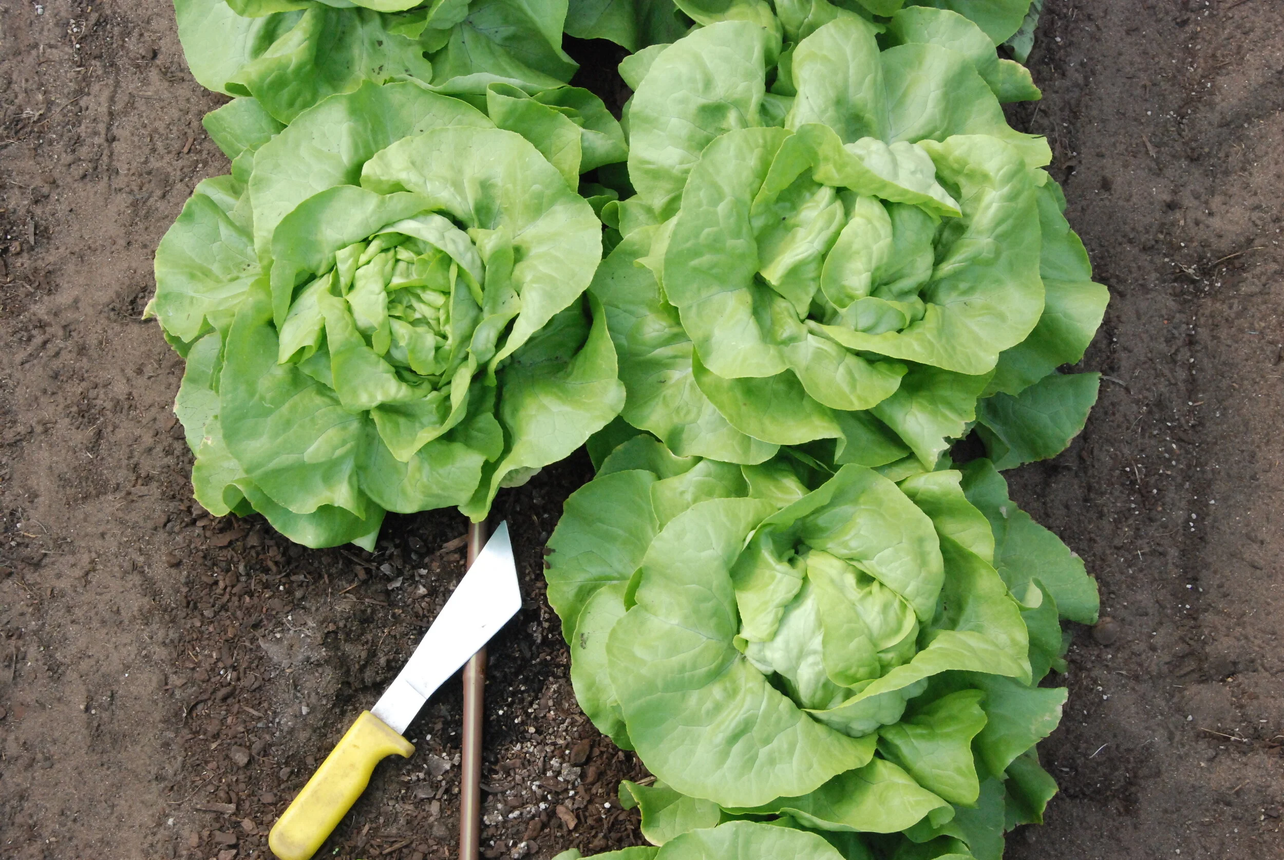 The Belles of the Spring Ball - Butter Lettuce — Transition Farm