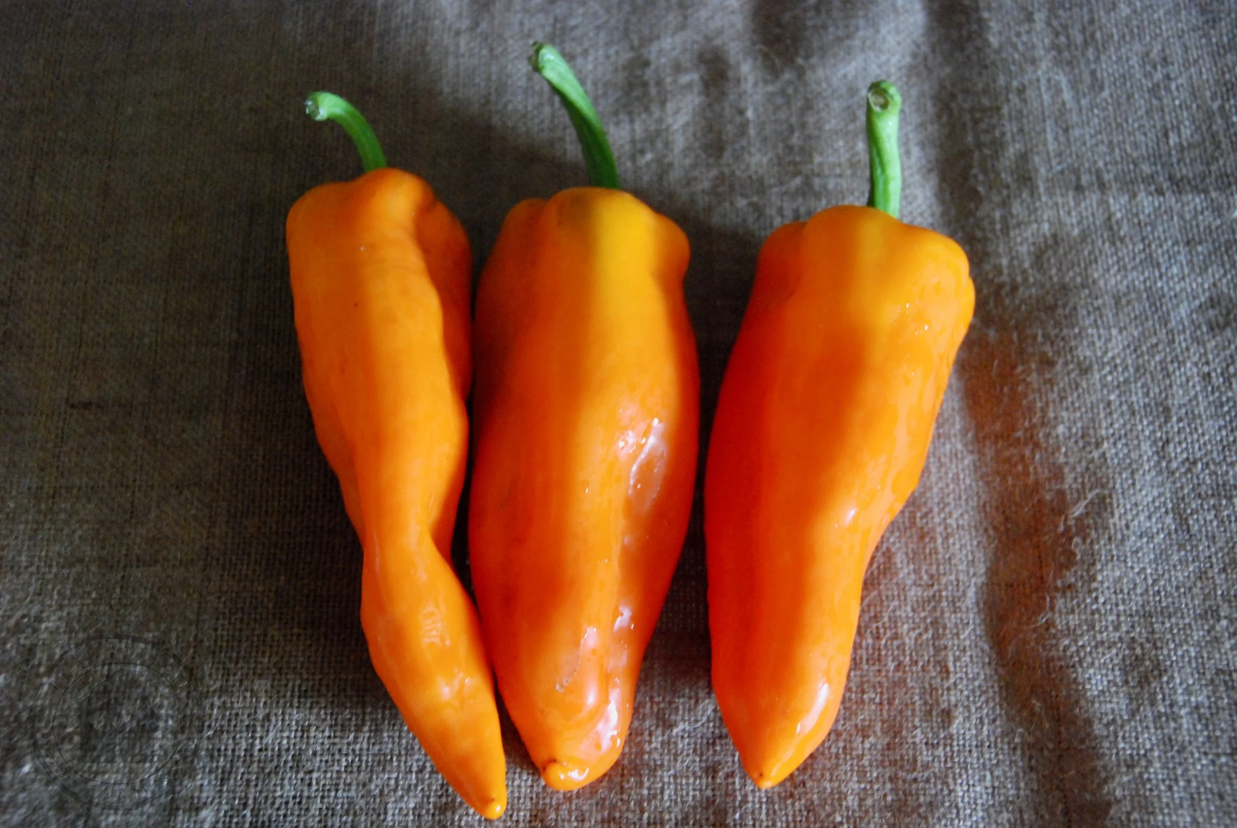 Capsicum 'Lively Italian Orange' — Transition Farm Organic Seed ...