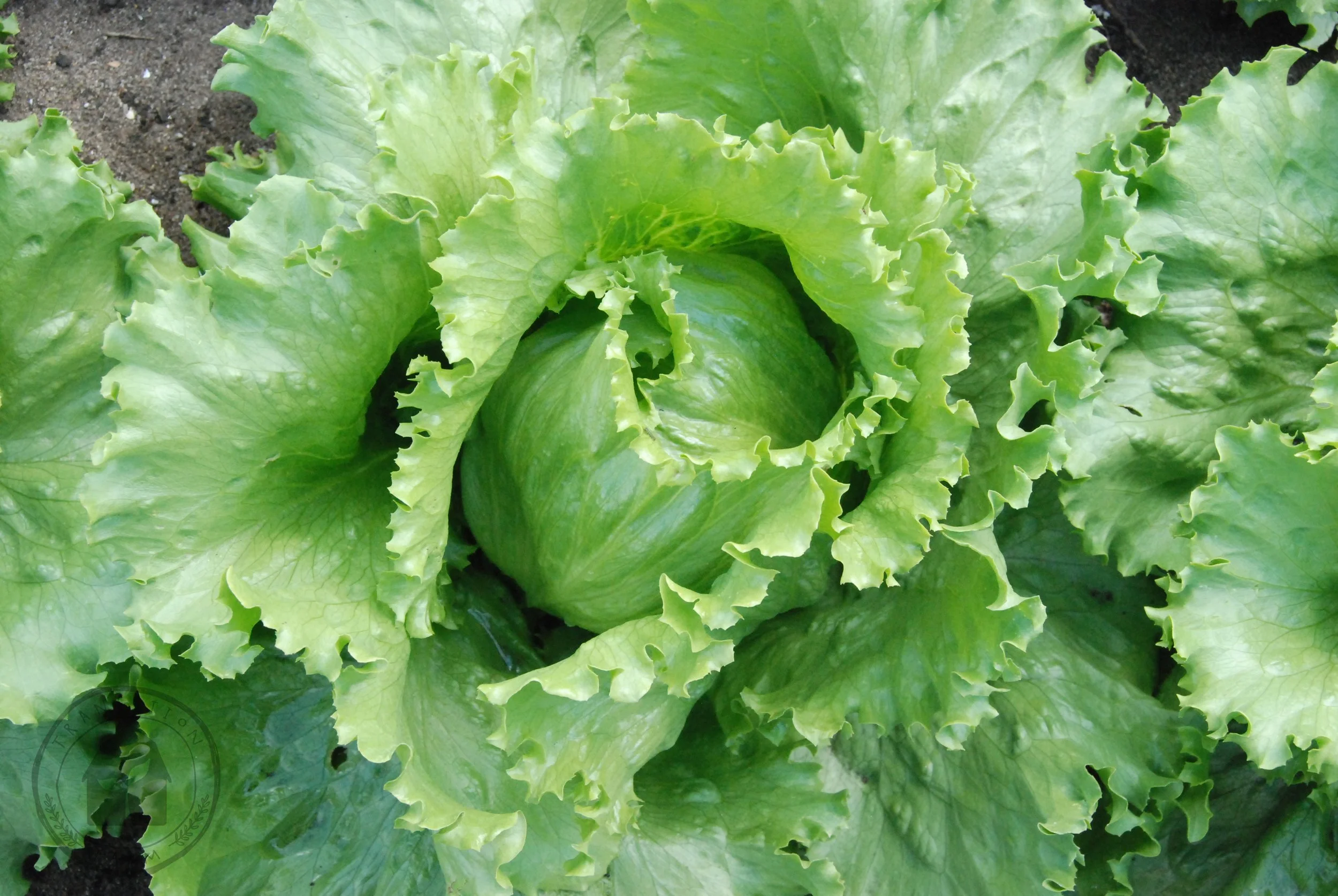 Iceberg Lettuce Seedlings Grow A Salad This Winter