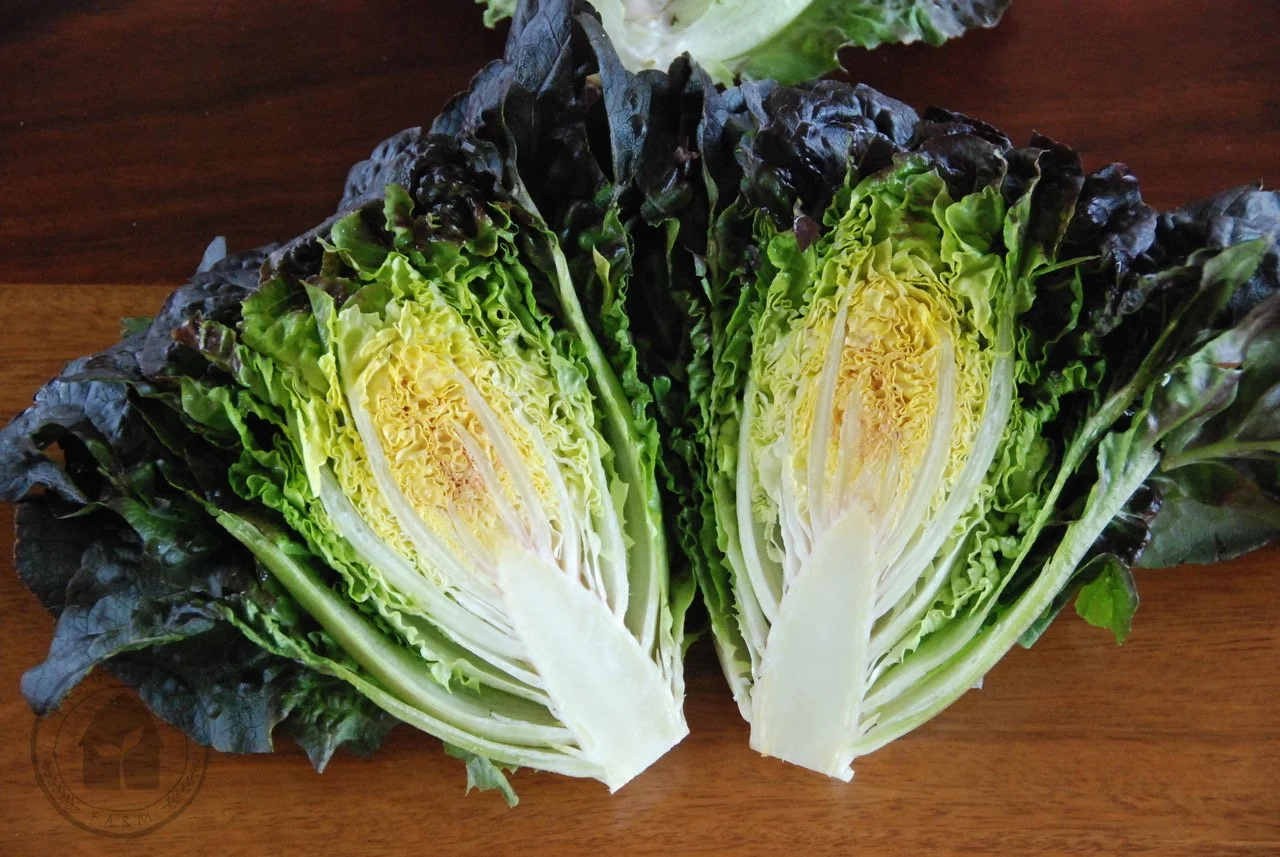 Lettuce 'Pandero' Gem — Transition Farm