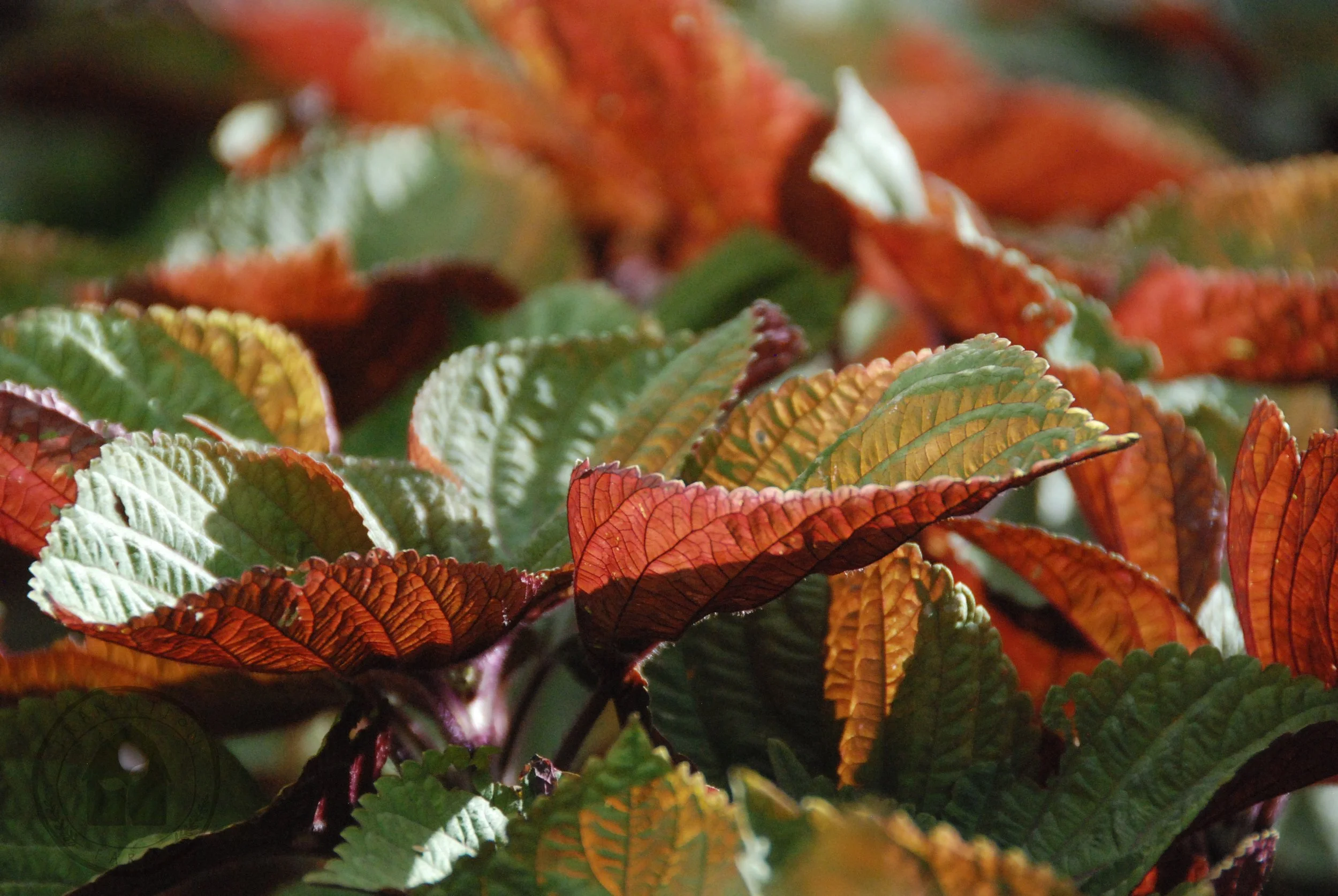 Perilla 'Britton' — Transition Farm