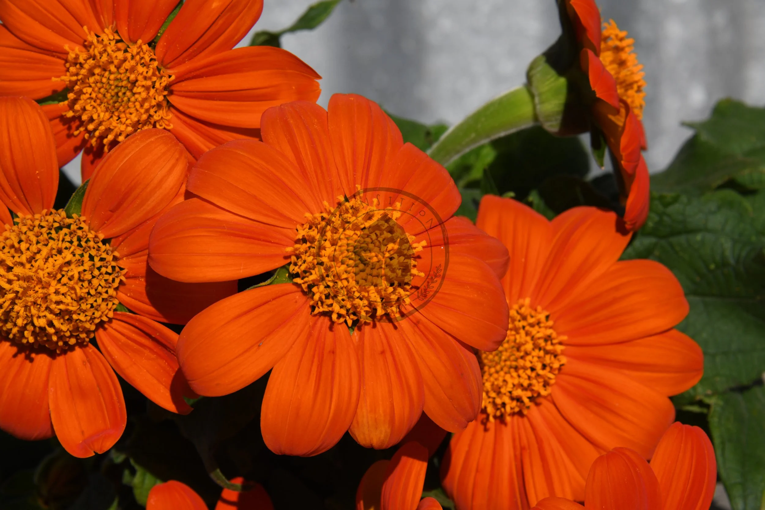 Tithonia 'Torch' — Transition Farm