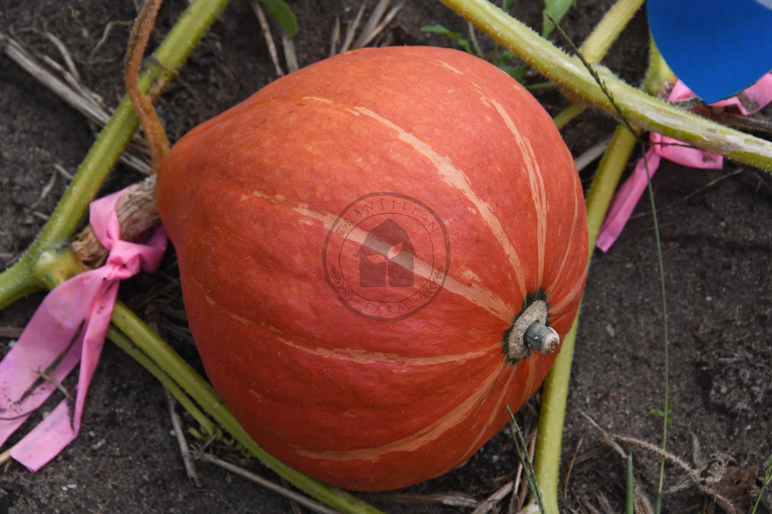 Pumpkin 'Red Kuri' — Transition Farm