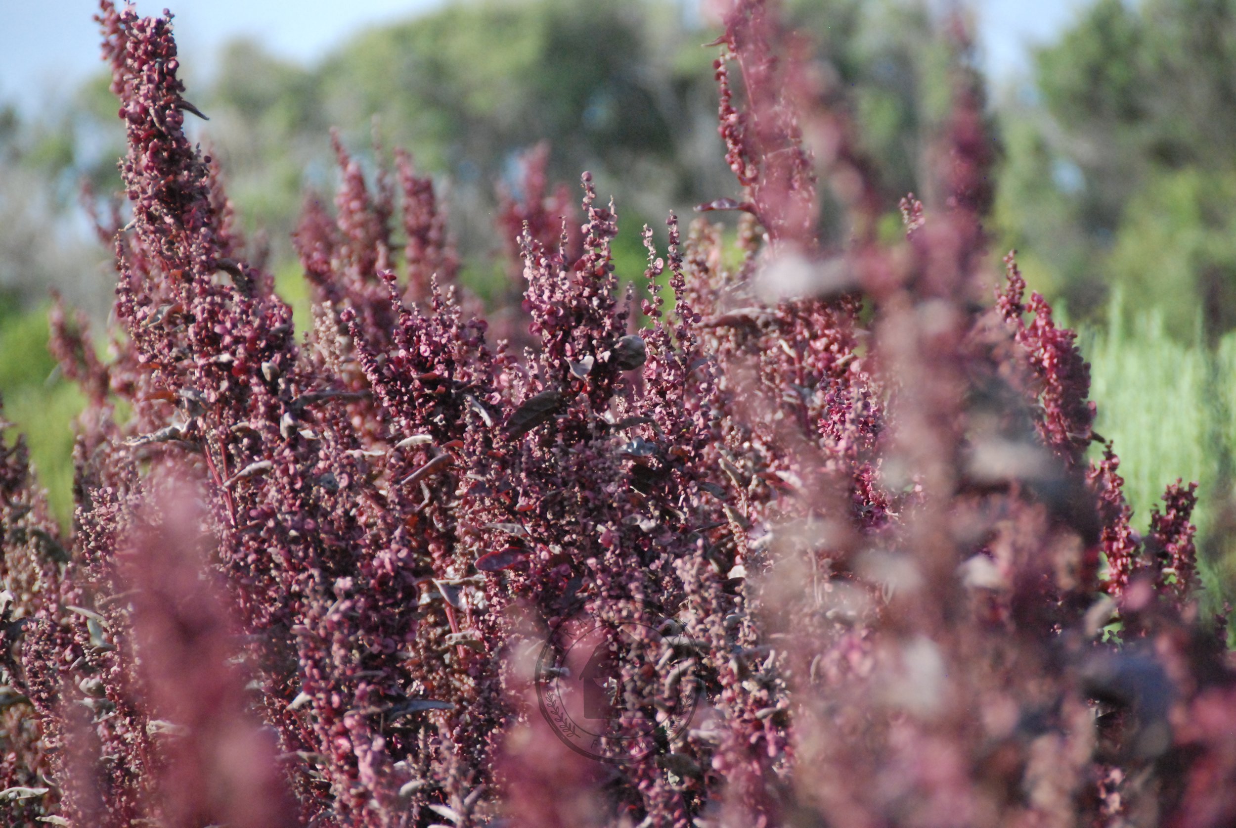 Orach 'Copper Plume' — Transition Farm