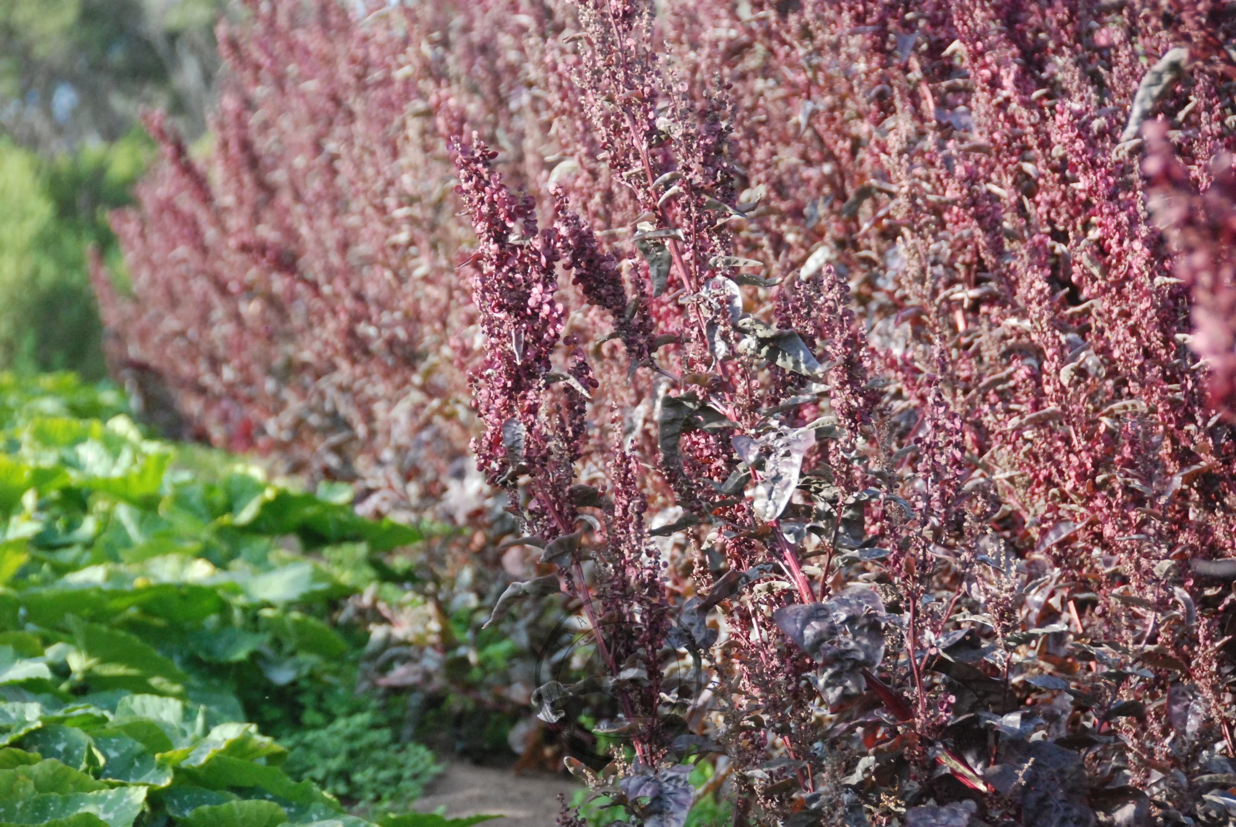 Orach 'Copper Plume' — Transition Farm