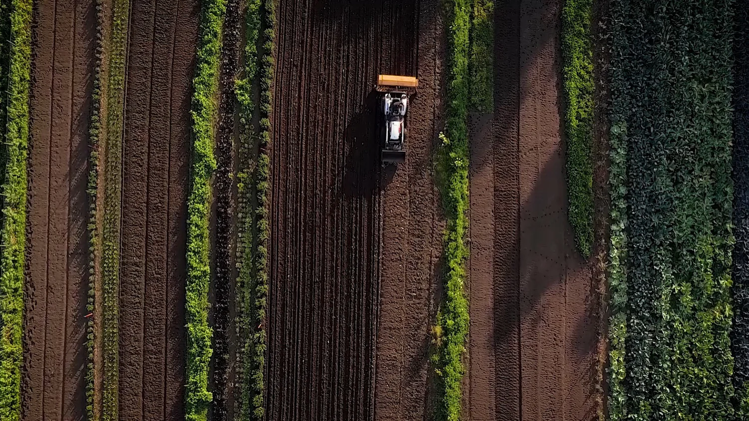 Transition Farm