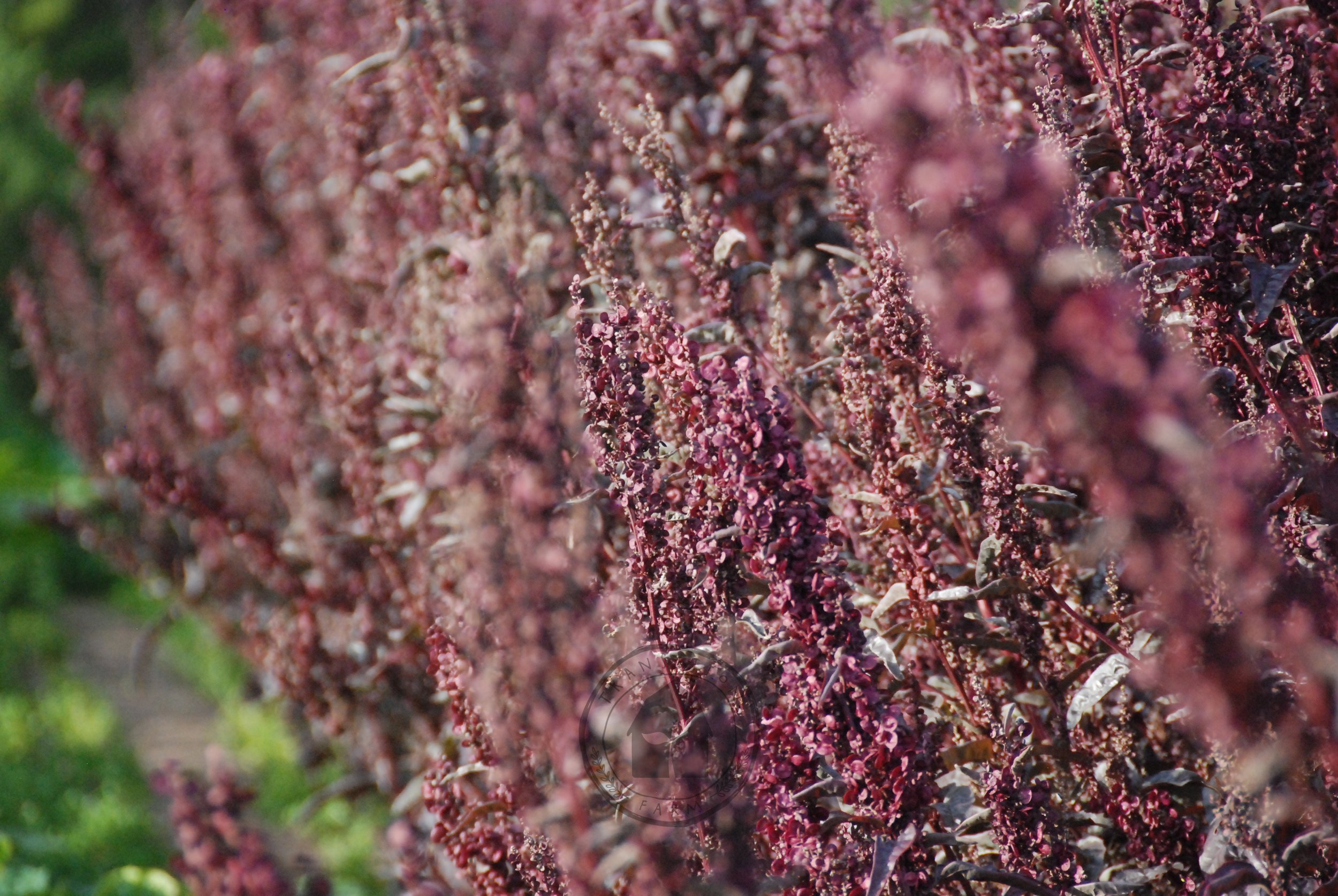 Orach 'Copper Plume' — Transition Farm